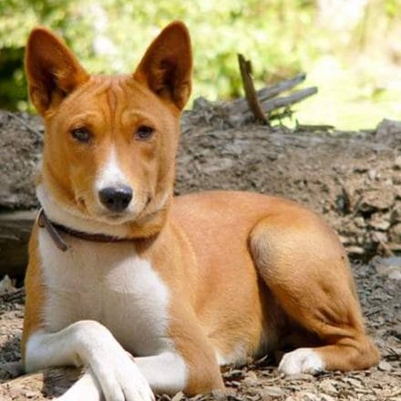 14 Facts About Basenjis That Will Make You Smile - PetPress
