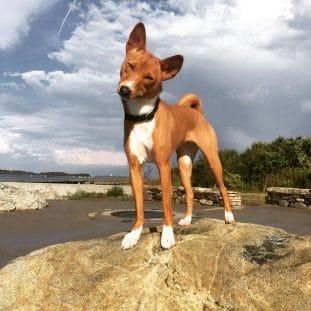 14 Super-Smart Facts About the Basenji - PetPress