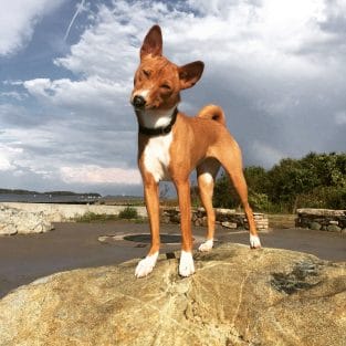 14 Super-Smart Facts About the Basenji - PetPress