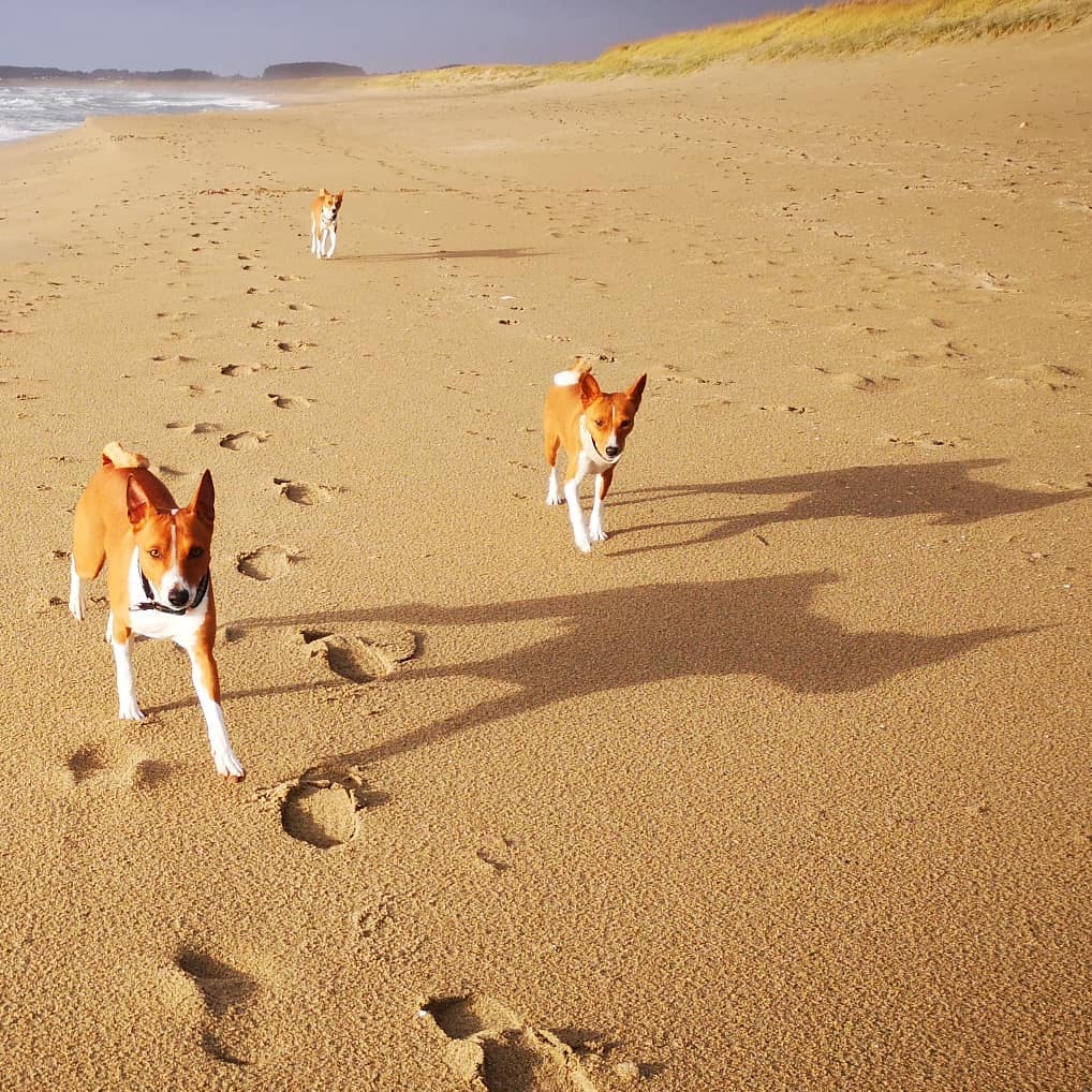 14 Facts About Basenjis That Will Make You Smile - PetPress