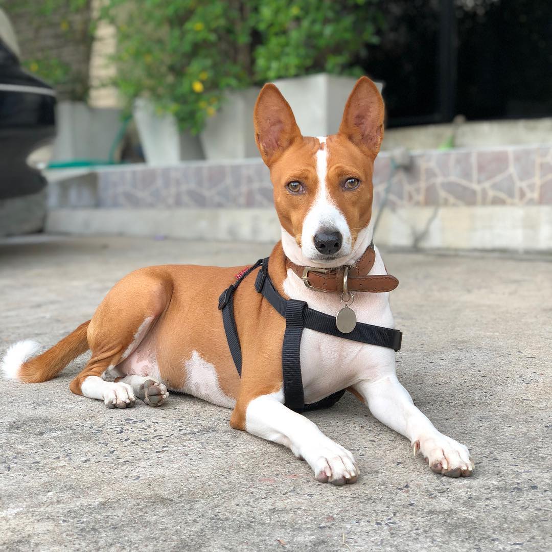 14 Super-Smart Facts About the Basenji - PetPress