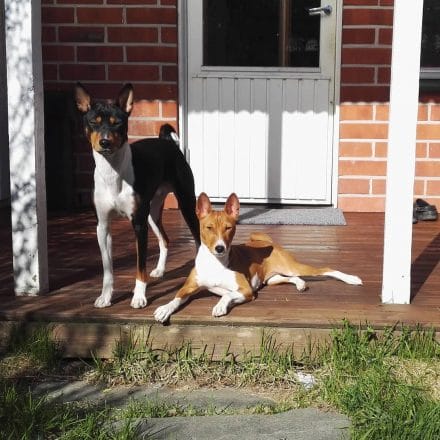 14 Lovely Facts About Basenjis - PetPress