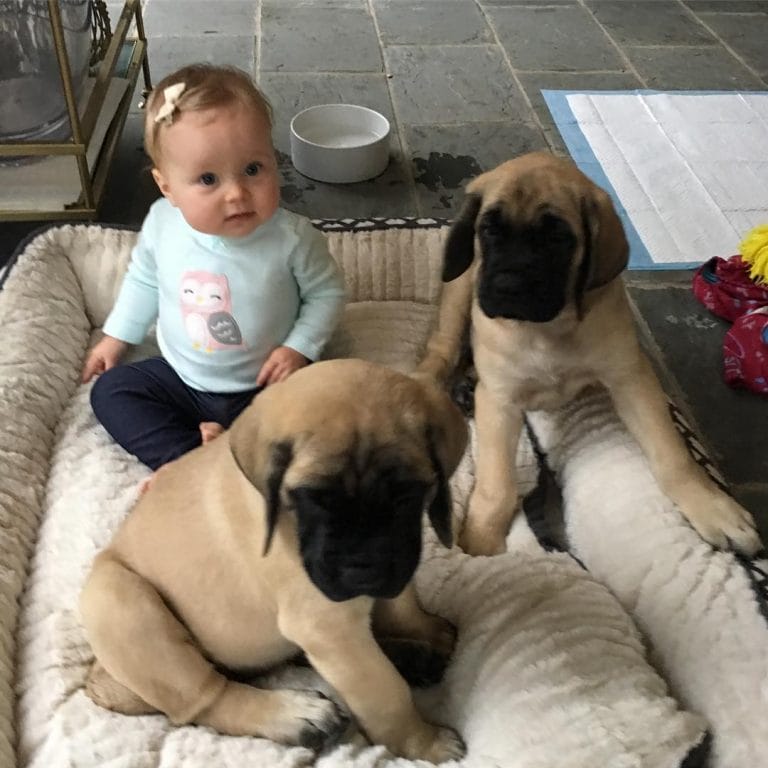 14 Unusual Facts About The English Mastiff - PetPress