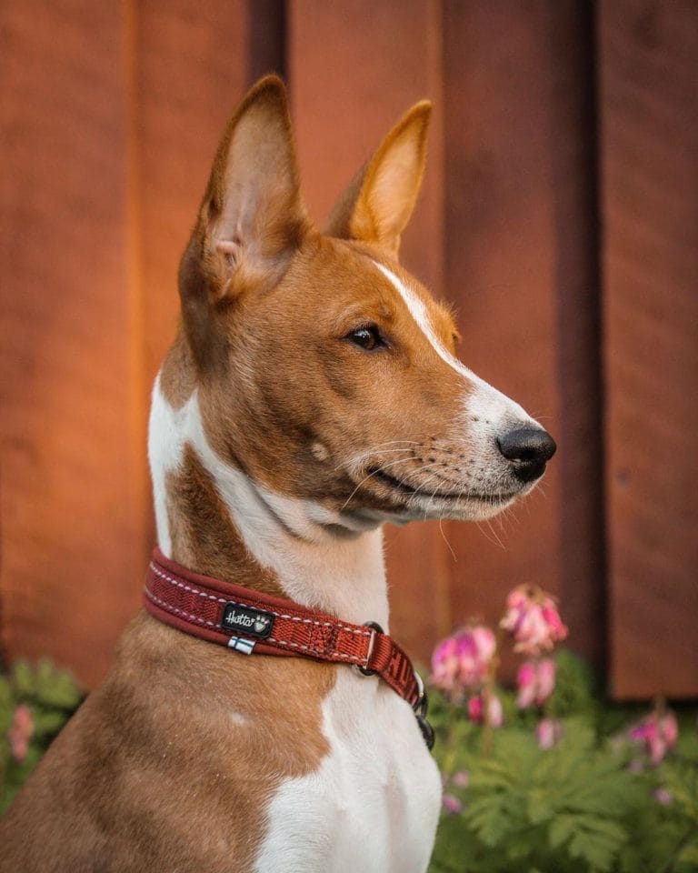 14 Super-Smart Facts About the Basenji - Page 2 of 3 - PetPress