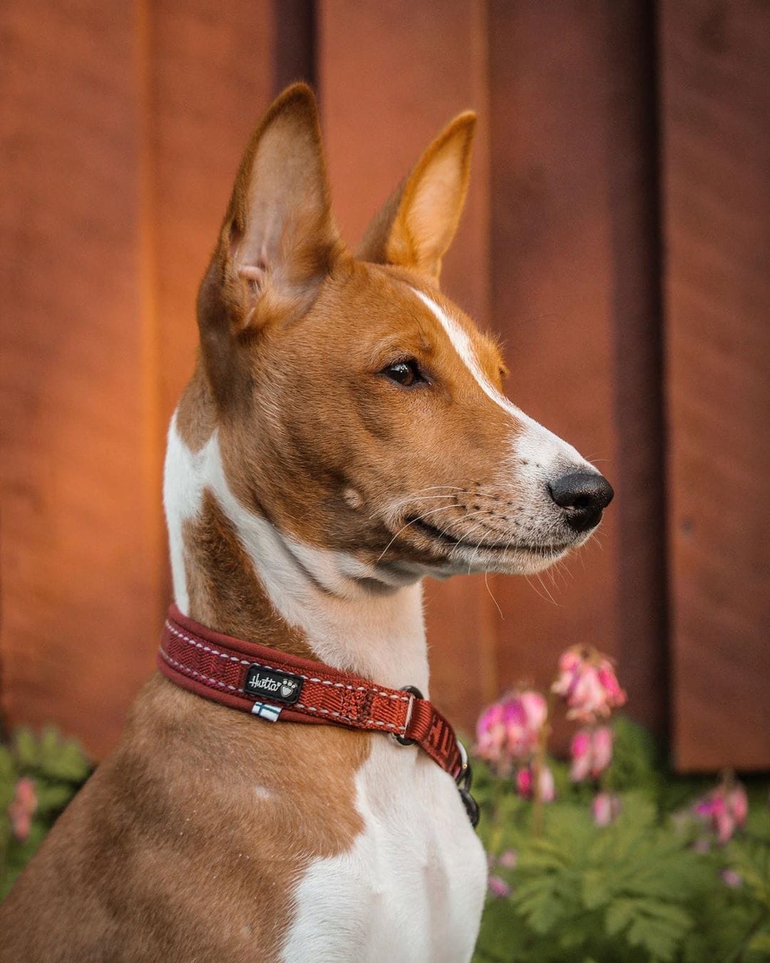 14 Super-Smart Facts About the Basenji - Page 2 of 3 - PetPress
