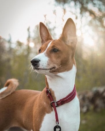 14 Super-Smart Facts About the Basenji - Page 2 of 3 - PetPress