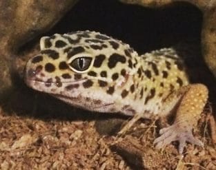 410 Best Leopard Gecko Names For Male And Female - PetPress