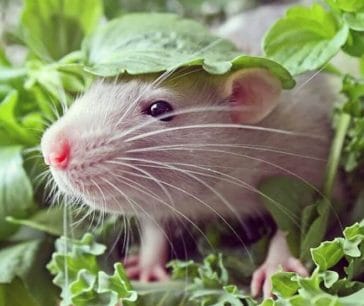 Top 550+ Best Names for Pet Rats - The Ultimate Rat Name List - PetPress