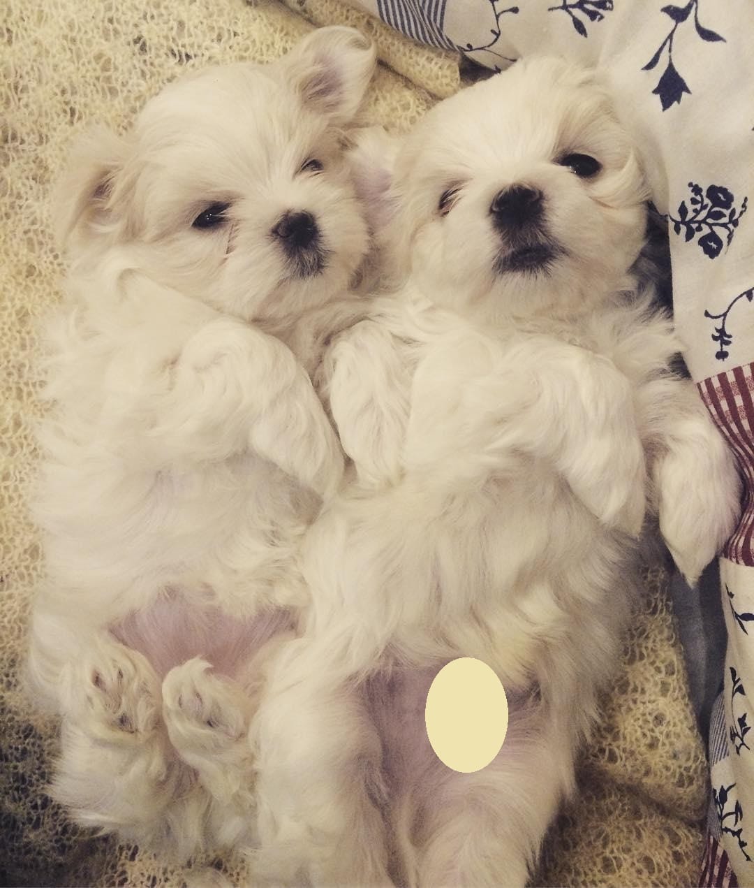 14 Incredibly Lovely Photos of Maltese Dogs - PetPress