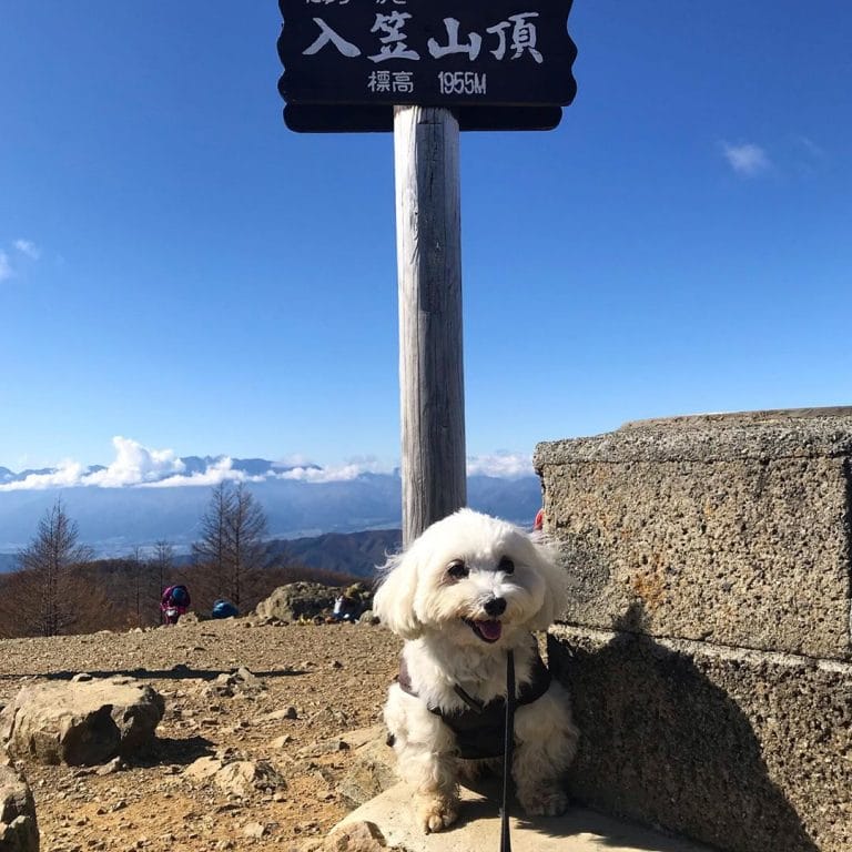 14 Reasons To Adore Maltese Dogs - Page 2 of 4 - PetPress