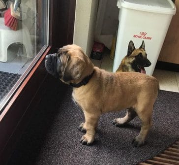 14 Funny Mastiff Memes That Will Make Your Day! - Page 2 of 3 - PetPress