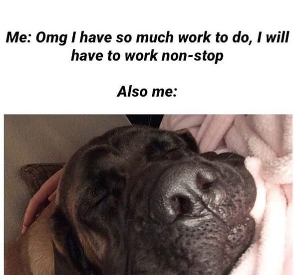 14 Funny Mastiff Memes That Will Make Your Day! - Page 3 of 3 - PetPress