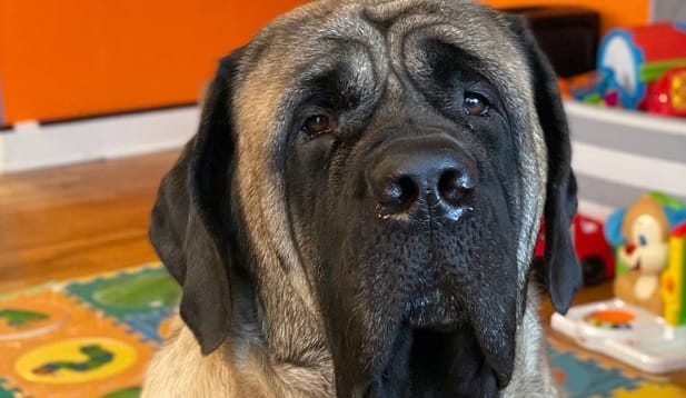 14 Reasons To Adore English Mastiffs - PetPress