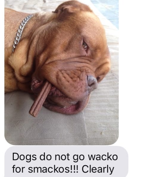 14 Funny Mastiff Memes That Will Make Your Day! - PetPress