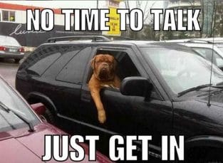 14 Funny Mastiff Memes That Will Make Your Day! - PetPress