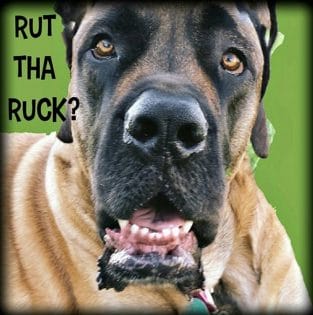 14 Funny Mastiff Memes That Will Make Your Day! - Page 2 of 3 - PetPress