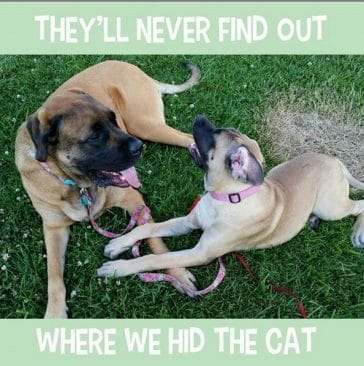 14 Funny Mastiff Memes That Will Make Your Day! - Page 2 of 3 - PetPress