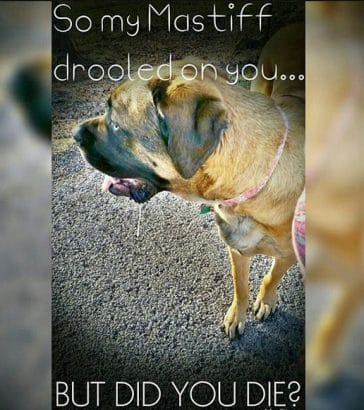 14 Funny Mastiff Memes That Will Make Your Day! - Page 2 of 3 - PetPress
