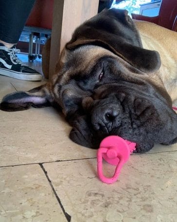 14 Funny Mastiff Memes That Will Make Your Day! - Page 2 of 3 - PetPress
