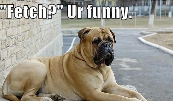 14 Mastiff Memes That Will Make Your Day - Page 2 of 3 - PetPress