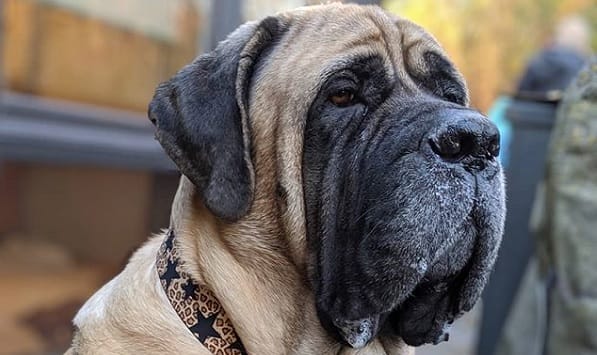 14 Facts About the Mastiff You Should Care About - PetPress
