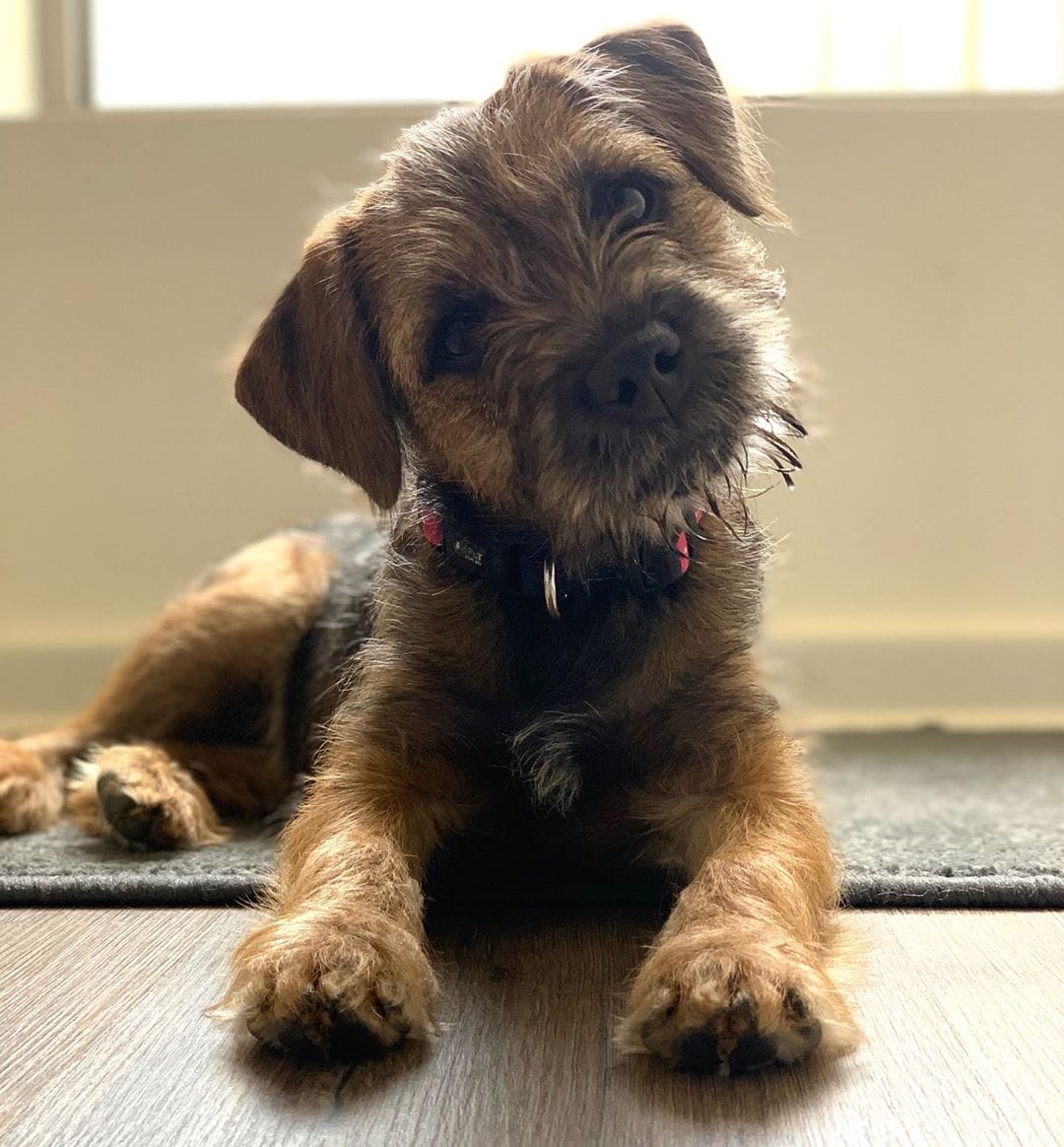14 Amazing Facts About Border Terriers - PetPress