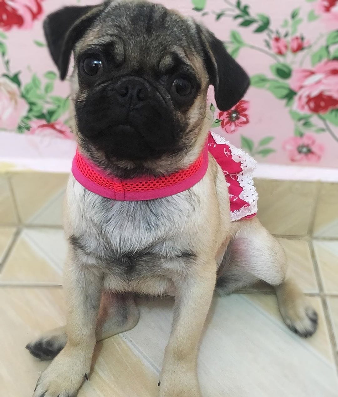 14 Magnificent Facts About Pugs - Page 2 of 4 - PetPress