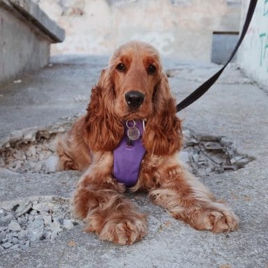 14 Magnificent Facts About English Cocker Spaniels - PetPress