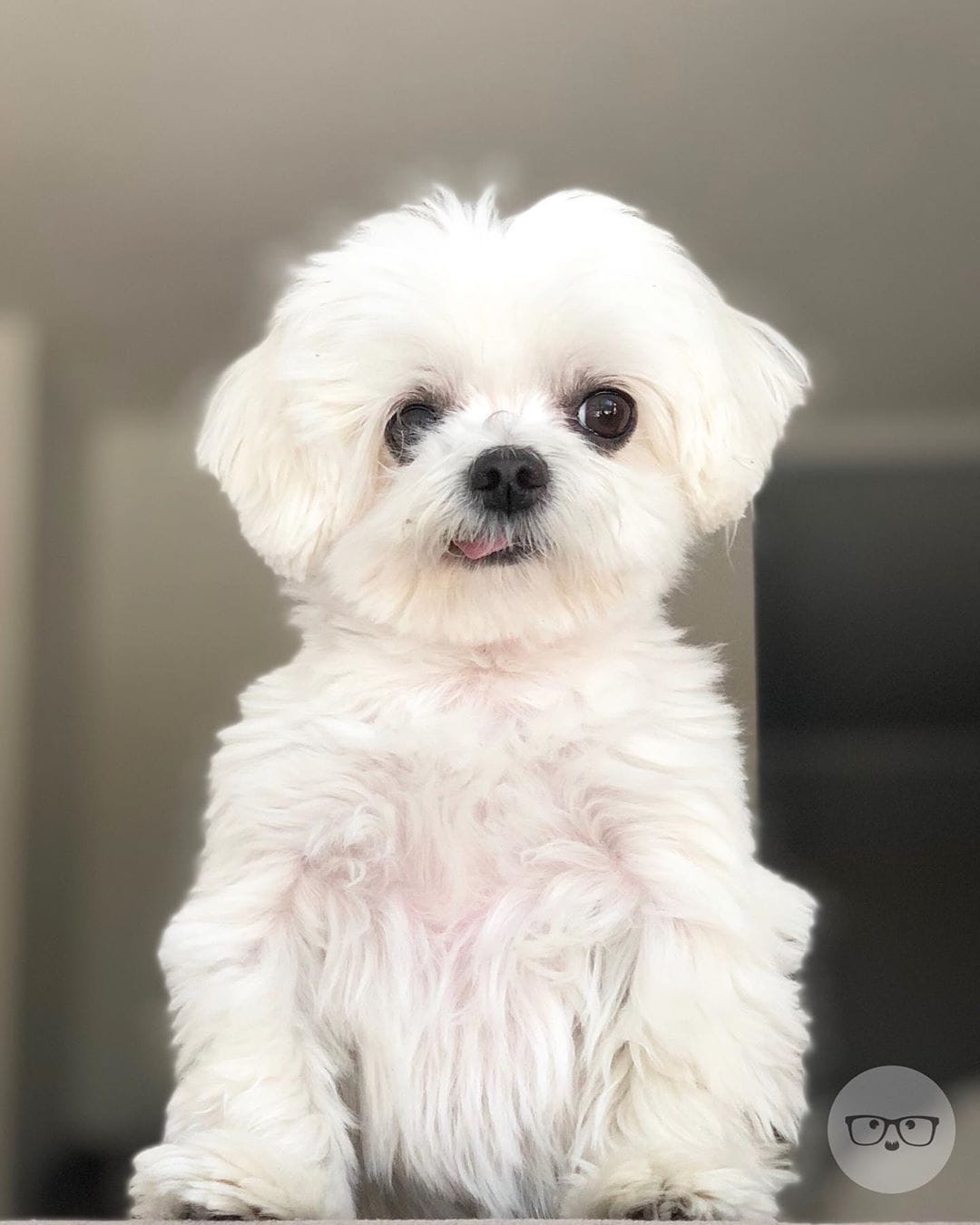 14 Reasons To Adore Maltese Dogs - PetPress