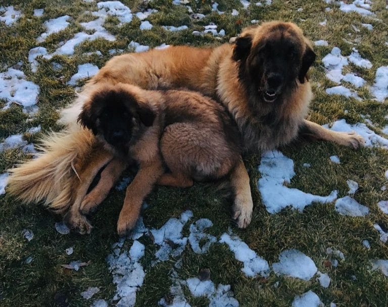 14 Astonishing Facts About Leonbergers - Page 2 of 4 - PetPress