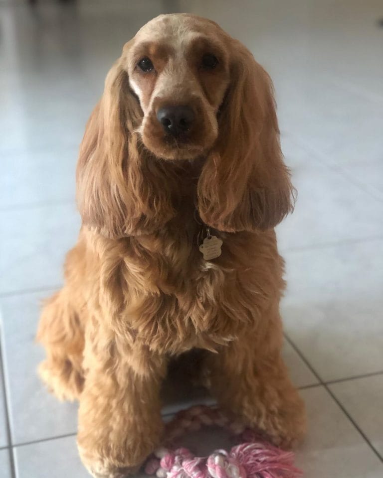 14 Facts About English Cocker Spaniels - Page 2 of 4 - PetPress