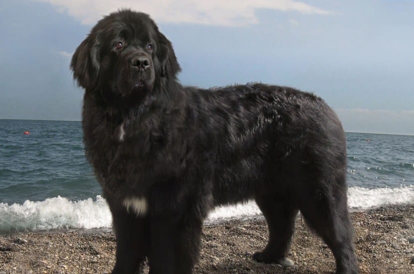 14 Newfoundland Facts That Newfie Lovers Know by Heart - PetPress