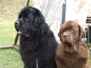 14 Newfoundland Facts That Newfie Lovers Know by Heart - PetPress