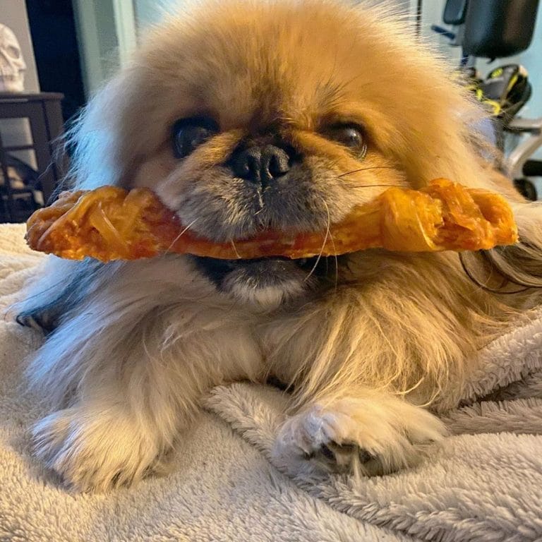 14 Interesting Facts About Pekingese - PetPress