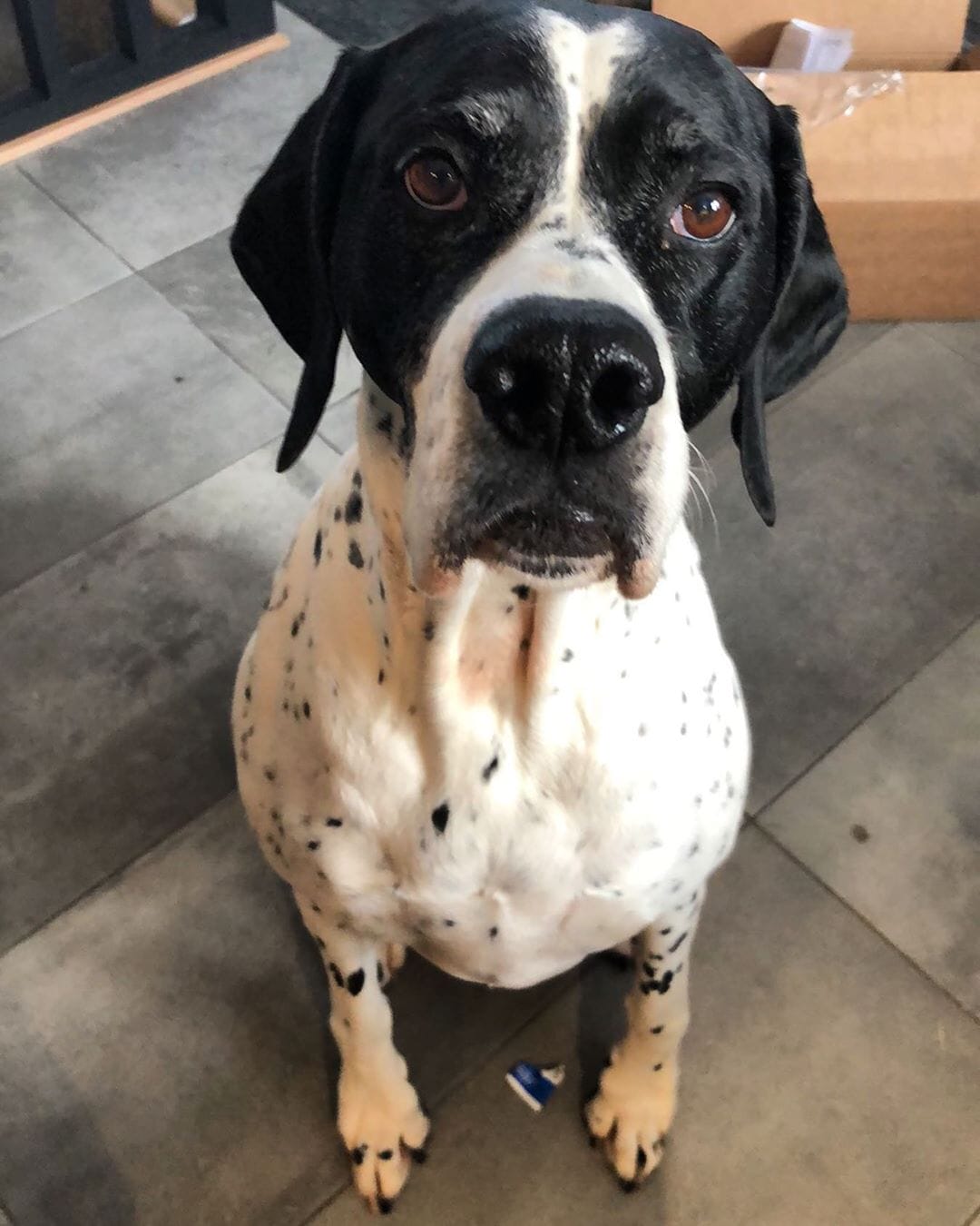 14 Amazing Reasons To Love English Pointers - Page 2 of 4 - PetPress