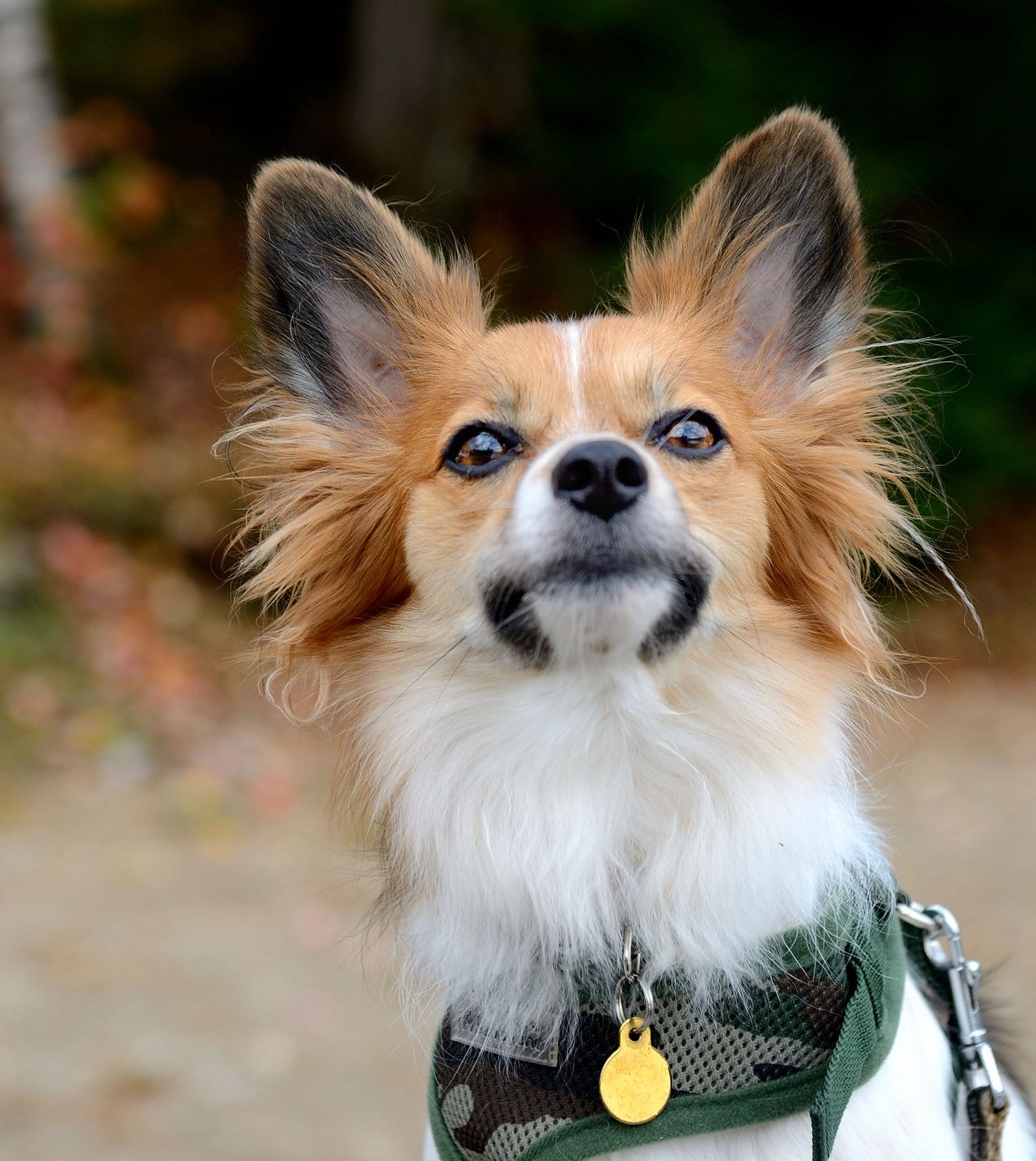 16 Fancy Facts About the Papillon - PetPress