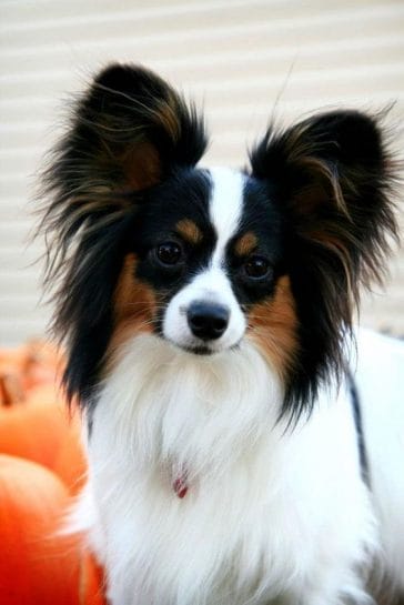 14 Charming And Lovely Pics Of Papillons You Will Love - PetPress