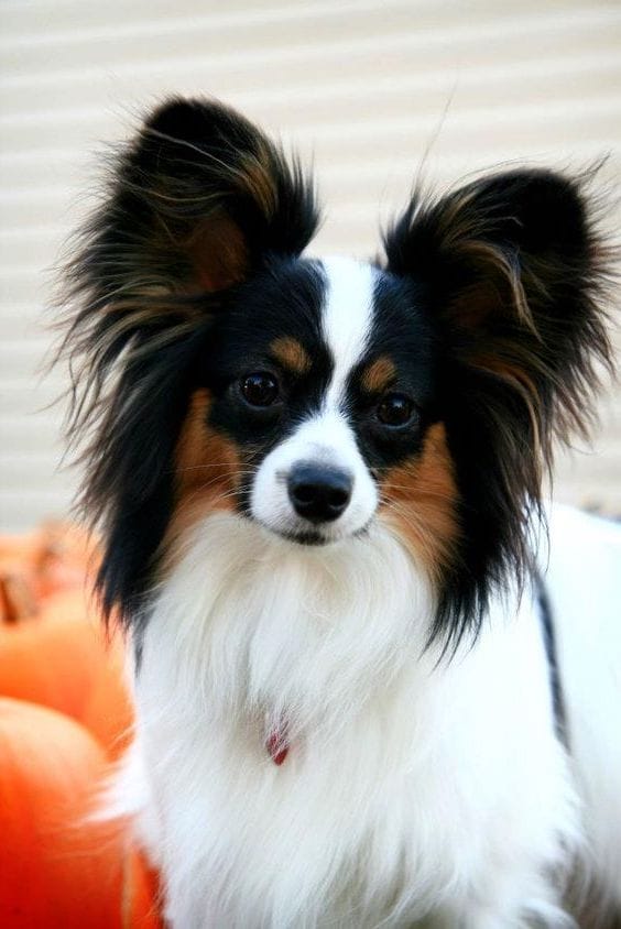 14 Charming And Lovely Pics Of Papillons You Will Love - PetPress