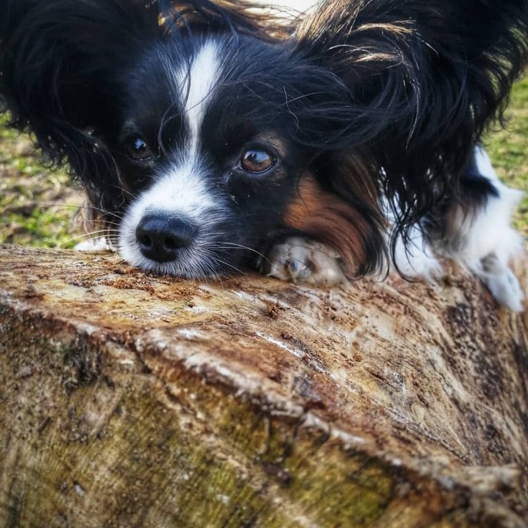 14 Cool And Lovely Papillon Facts - PetPress
