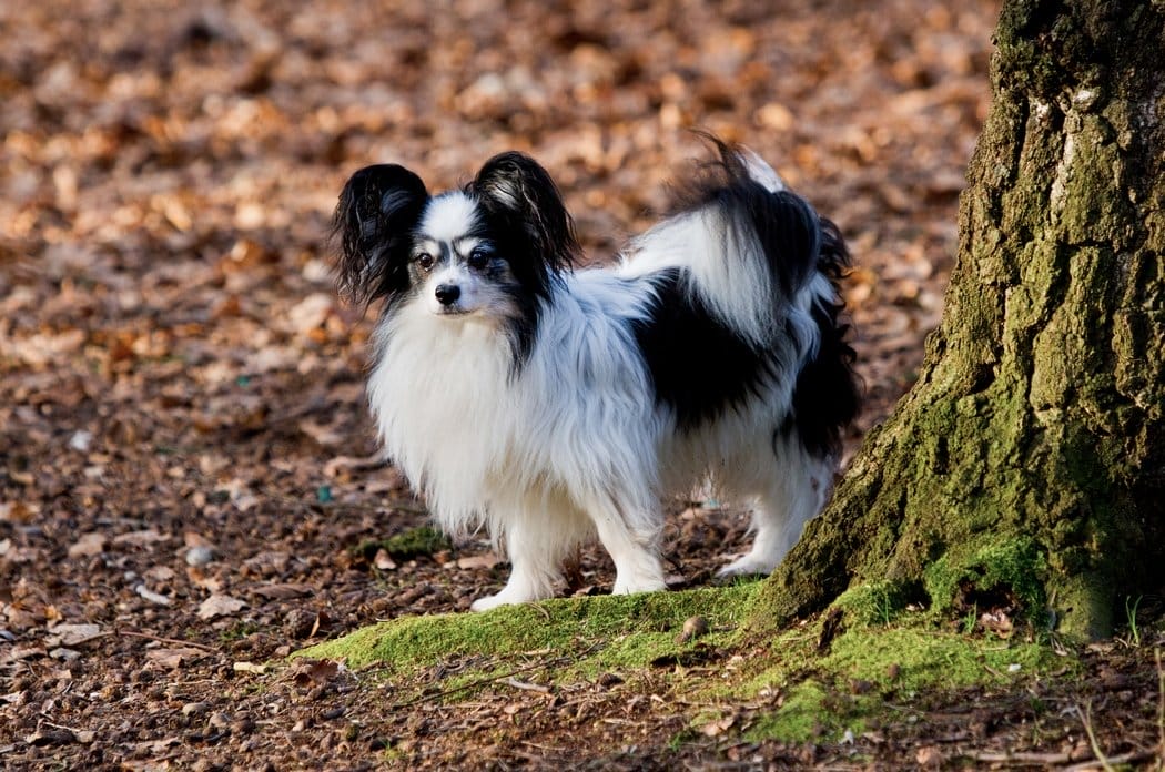 16 Fancy Facts About the Papillon - PetPress
