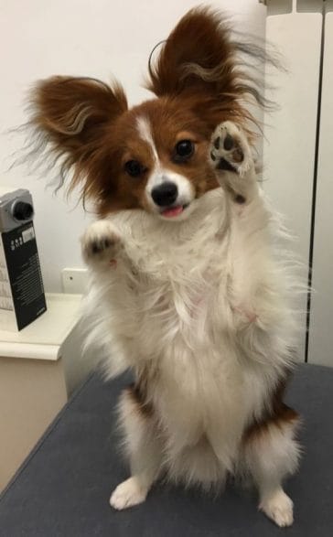 14 Charming And Lovely Pics Of Papillons You Will Love - PetPress