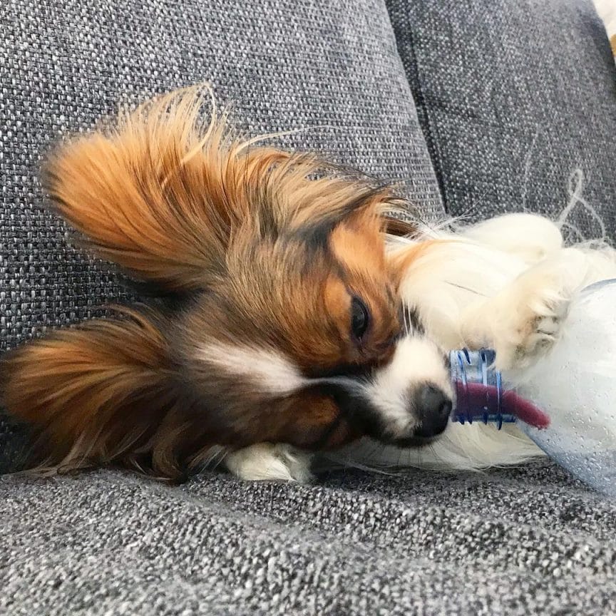 14 Cool And Lovely Papillon Facts - PetPress