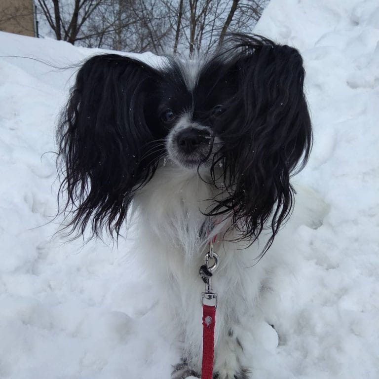 14 Cool And Lovely Papillon Facts - PetPress