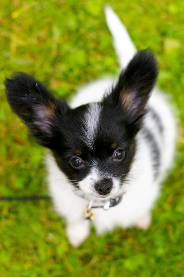 16 Fancy Facts About the Papillon - PetPress
