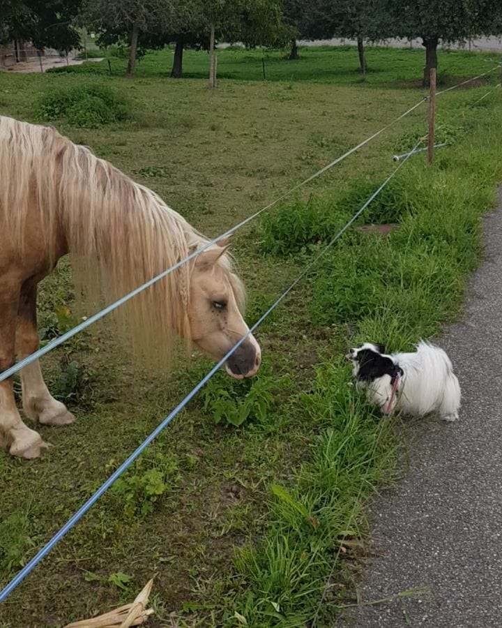 15 Facts To Prove That The Papillon Is The Best Human Friend - PetPress