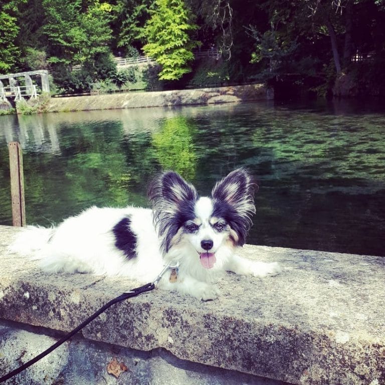 15 Facts To Prove That The Papillon Is The Best Human Friend - PetPress