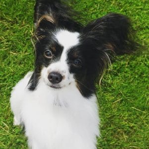 15 Facts To Prove That The Papillon Is The Best Human Friend - PetPress