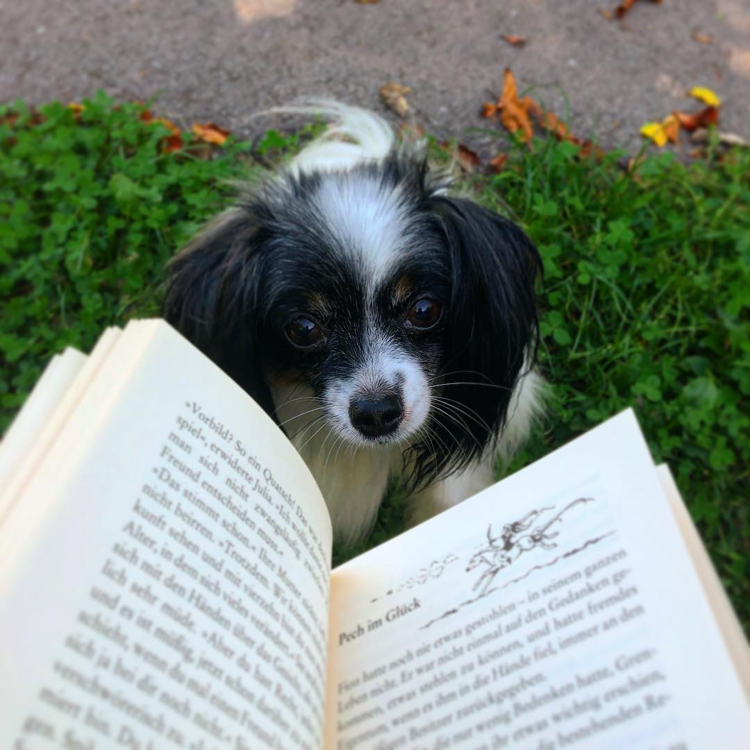 15 Facts To Prove That The Papillon Is The Best Human Friend - PetPress