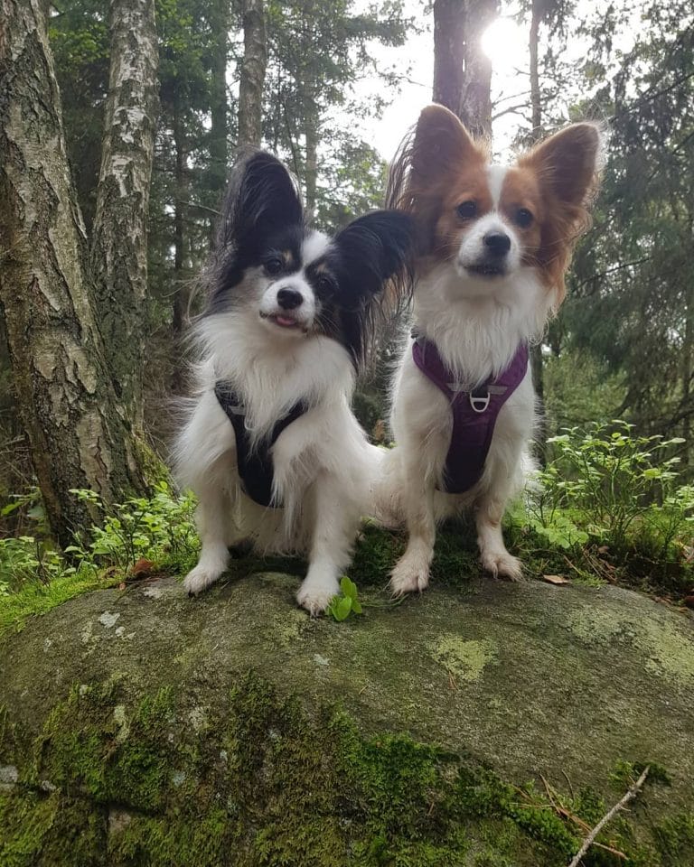 15 Facts To Prove That The Papillon Is The Best Human Friend - Page 2 ...