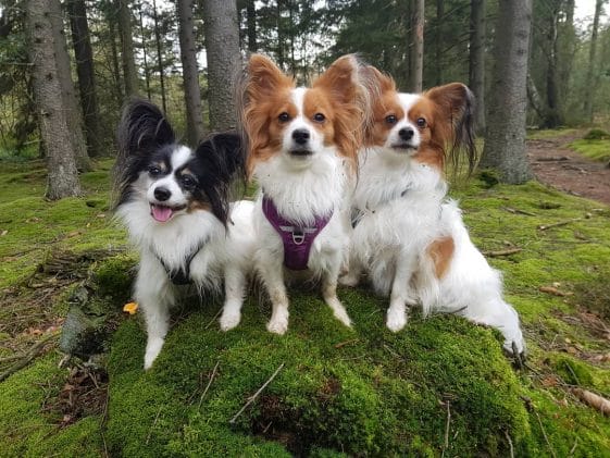 15 Facts To Prove That The Papillon Is The Best Human Friend - Page 2 ...